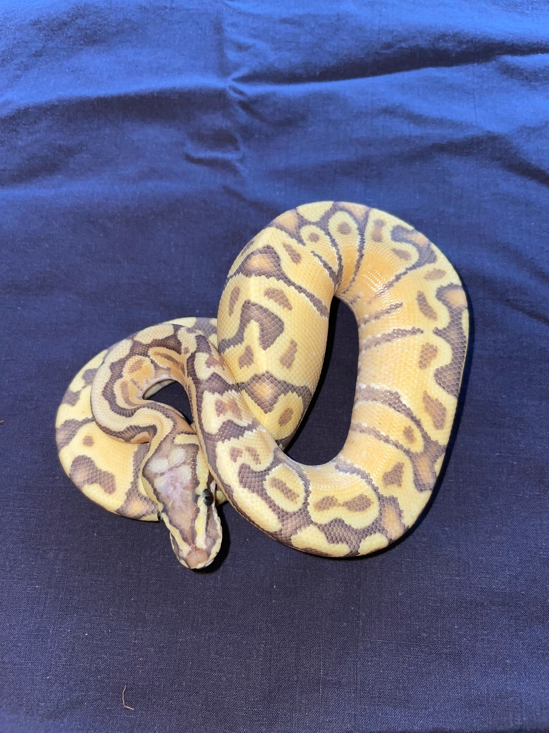Firefly Enchi Ghost Ball Python by MaverickPythons - MorphMarket