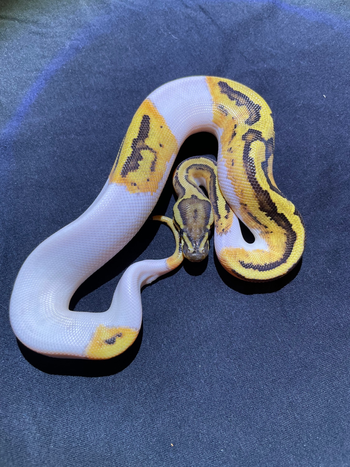Fire Pied Ball Python by MaverickPythons - MorphMarket