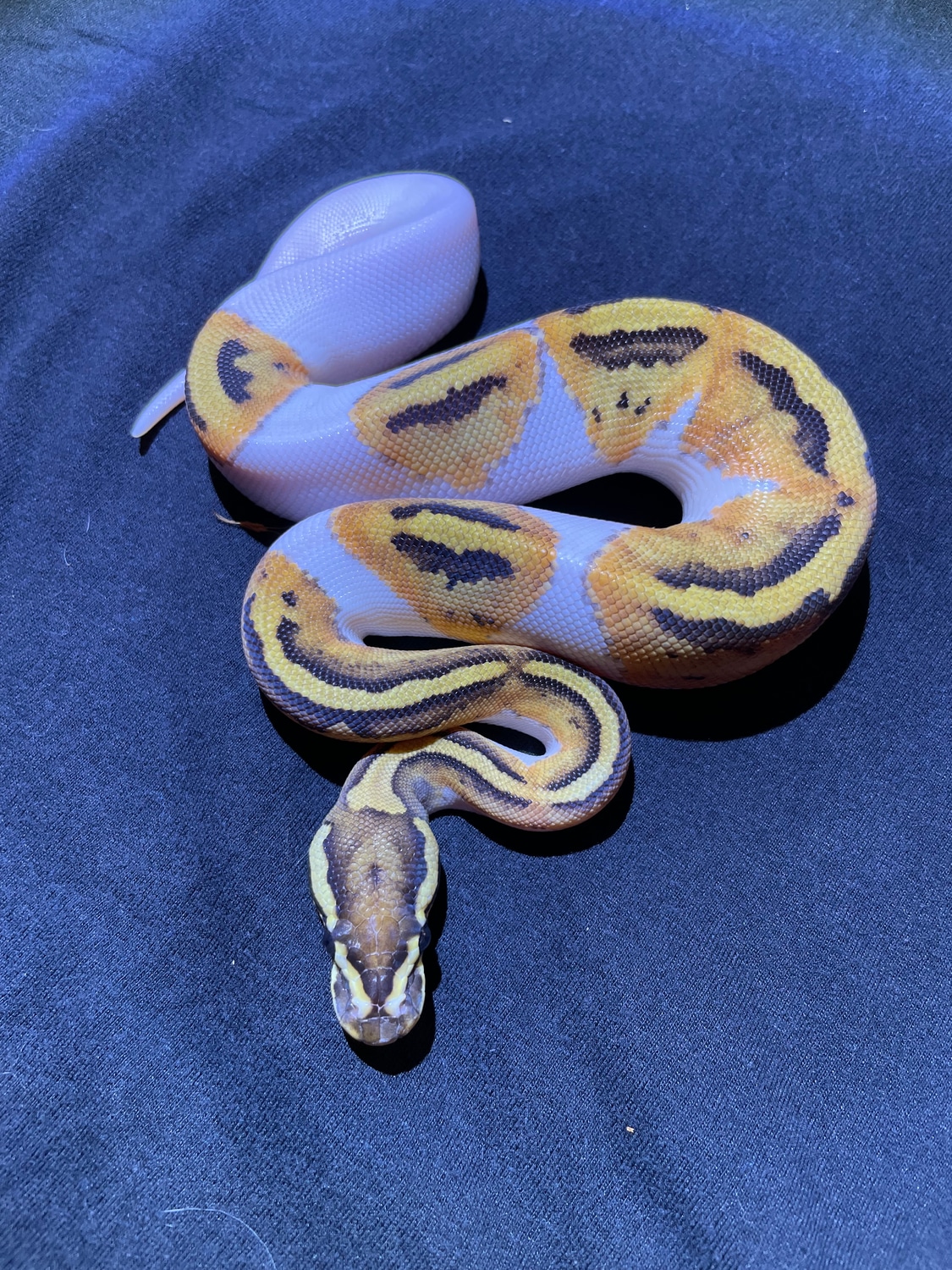 Pied Ball Python by MaverickPythons - MorphMarket