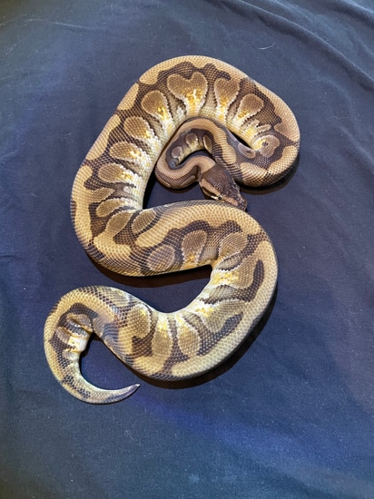 Russo Calico Hidden Gene Woma Ball Python by MaverickPythons