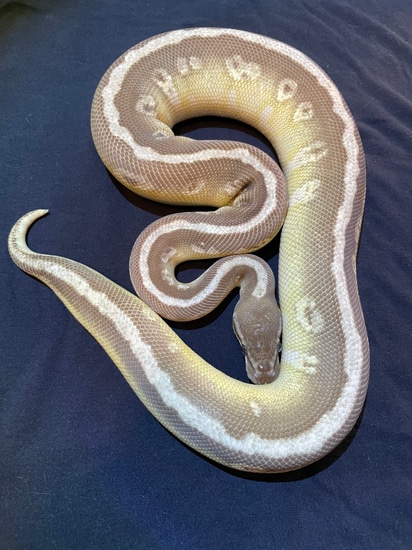 Soul Sucker Ball Python by MaverickPythons