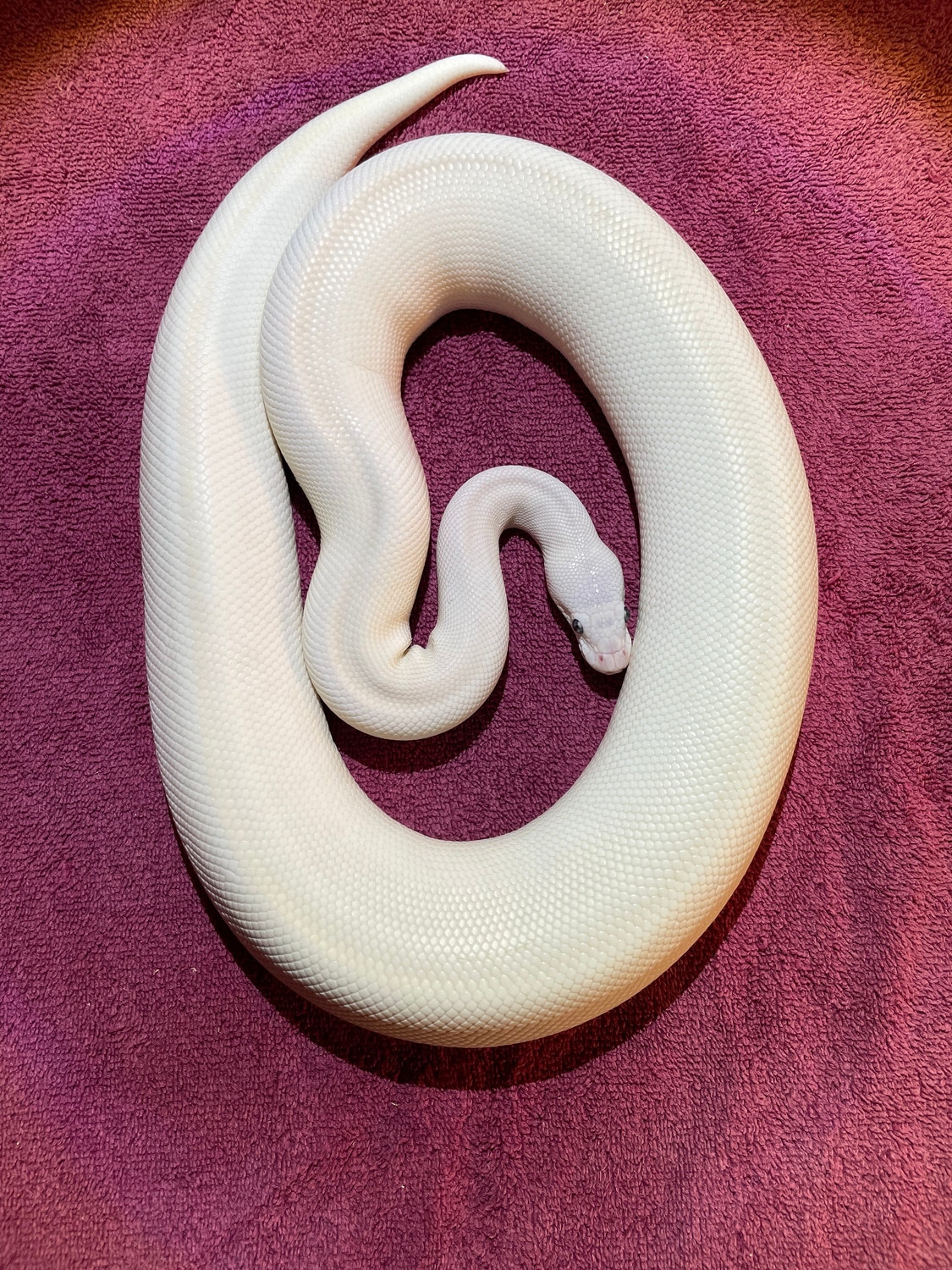 Lesser Russo BEL Ball Python by MaverickPythons - MorphMarket
