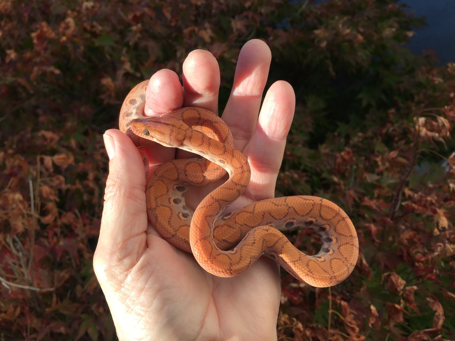2017 Hypo Male 13 Brazilian Rainbow Boa by Robert Seib Brazilian ...