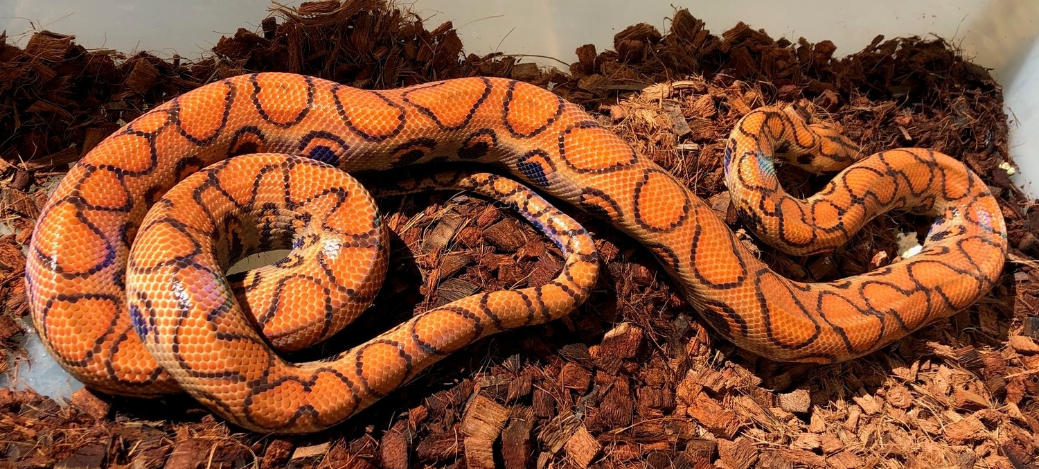 Proven Female High Orange Brazilian Rainbow Boa by Robert Seib ...