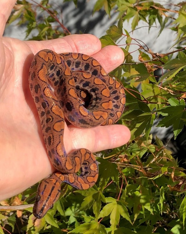 Baby Female Brazilian Rainbow Boa by Robert Seib Brazilian Rainbow Boas ...