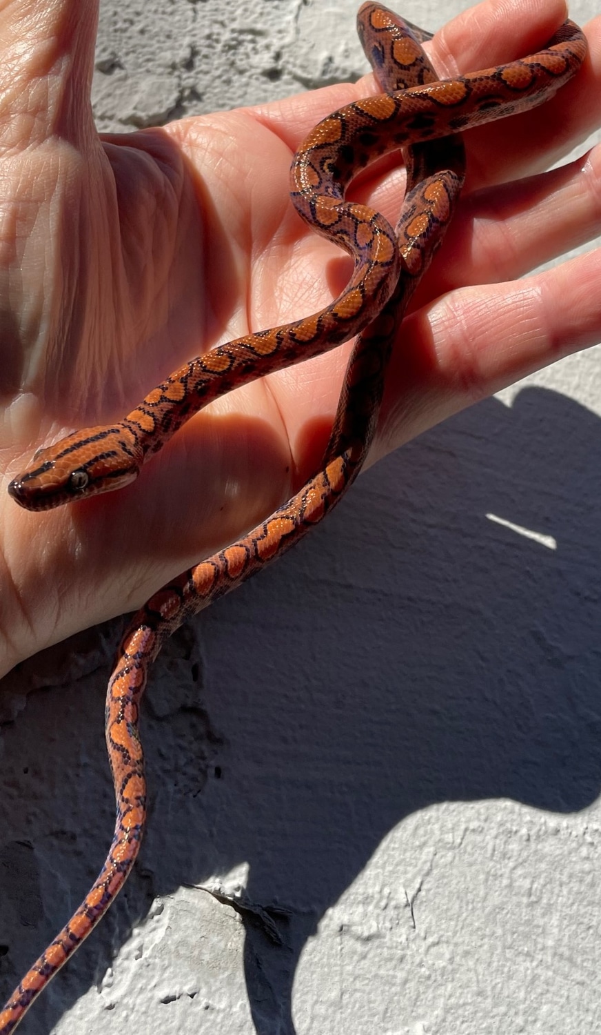 Baby Male BRB Brazilian Rainbow Boa by Robert Seib Brazilian Rainbow ...