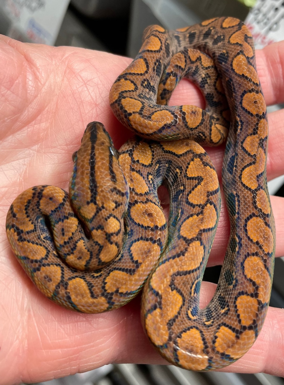 Baby Female BRB Brazilian Rainbow Boa by Robert Seib Brazilian Rainbow ...