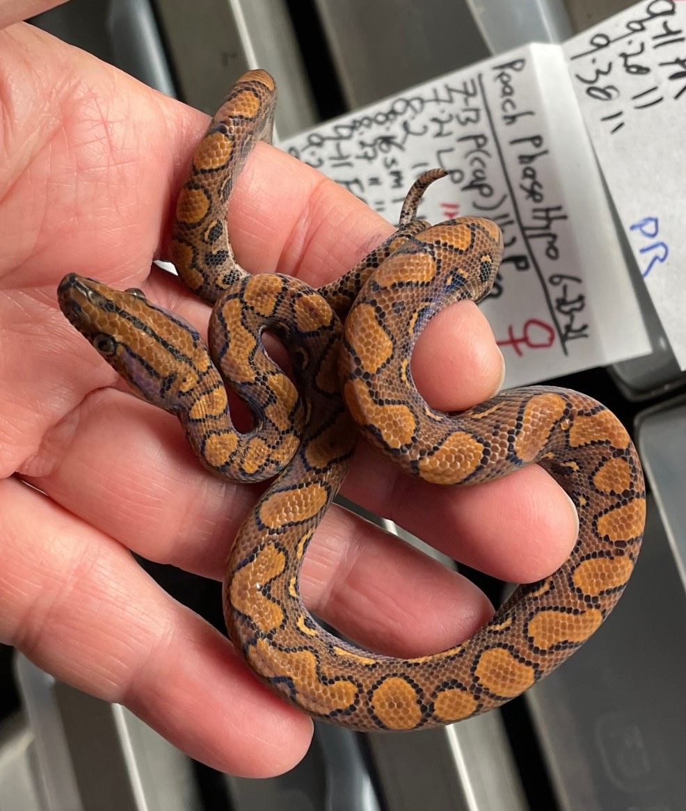 Baby Male BRB Brazilian Rainbow Boa by Robert Seib Brazilian Rainbow ...