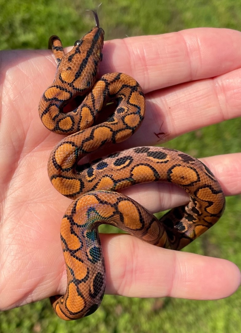 Baby Female BRB Brazilian Rainbow Boa by Robert Seib Brazilian Rainbow ...