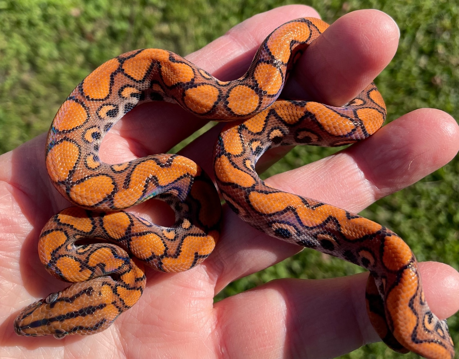 Baby Female BRB Brazilian Rainbow Boa by Robert Seib Brazilian Rainbow ...