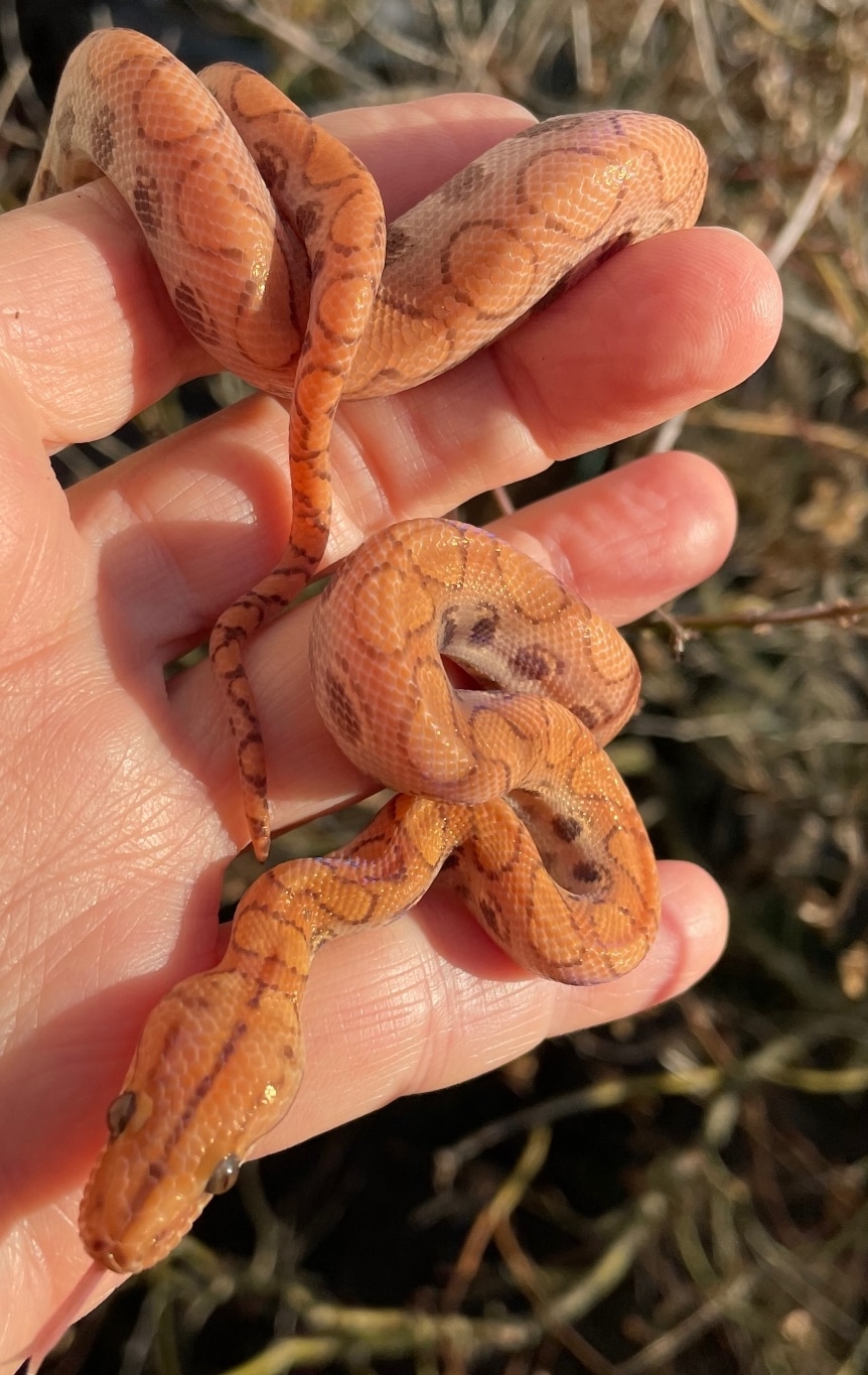 Peach Phase Lockwood Hypo Brazilian Rainbow Boa by Robert Seib ...