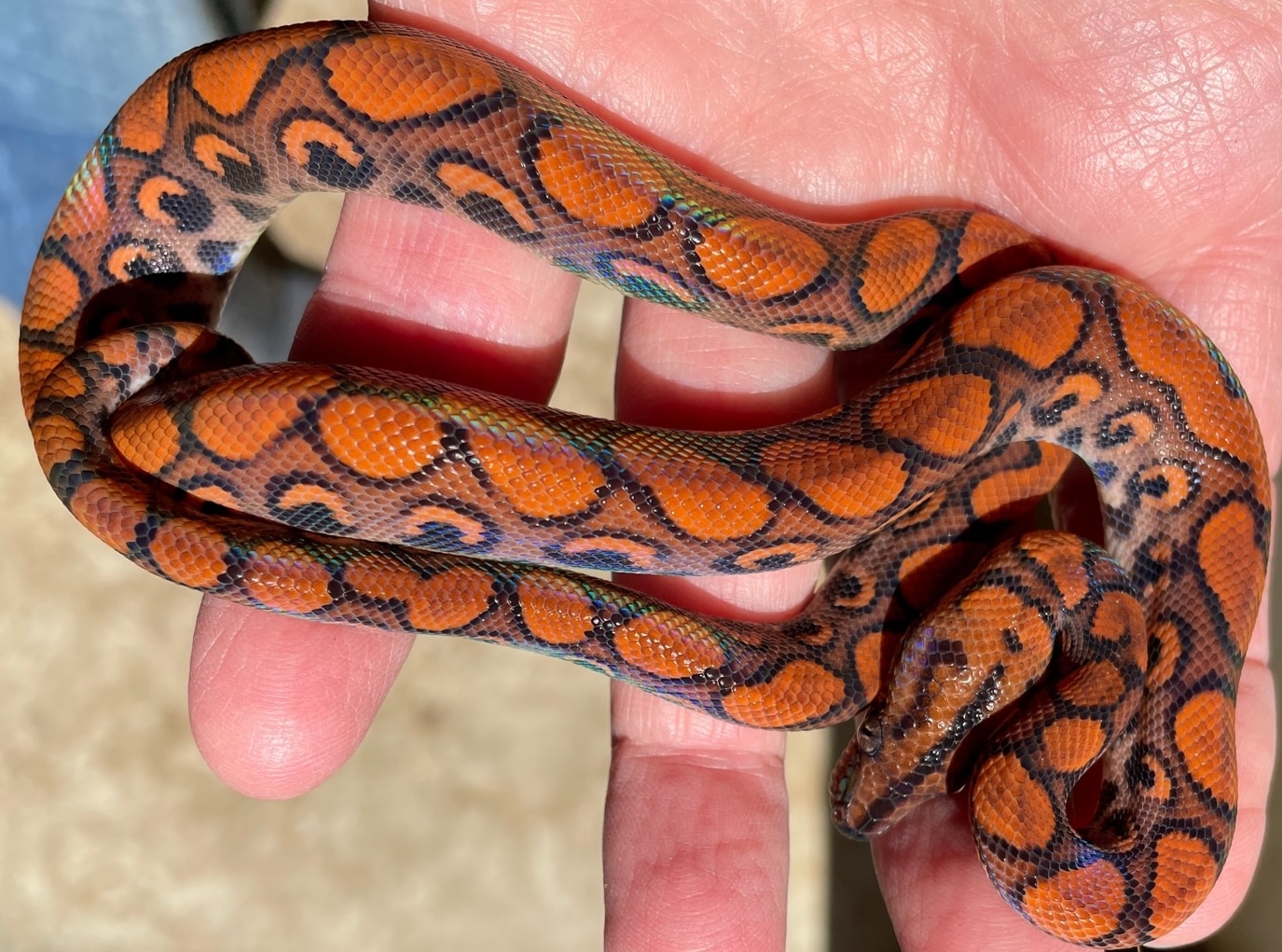 Pretty Baby Male BRB Brazilian Rainbow Boa by Robert Seib Brazilian ...