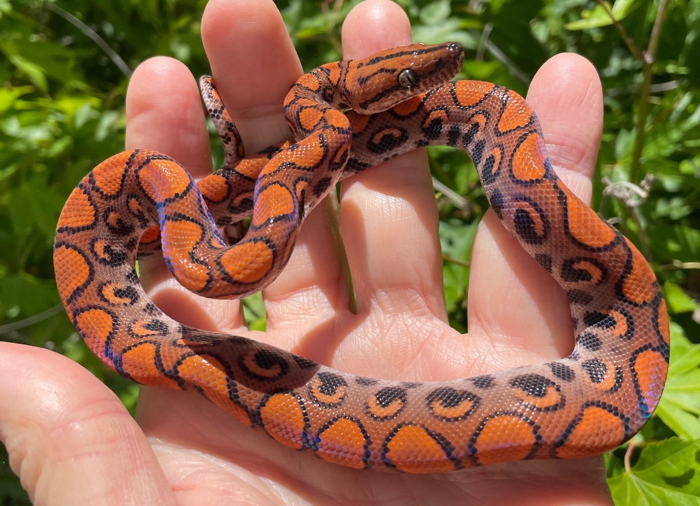Pretty Baby Female Brazilian Rainbow Boa by Robert Seib Brazilian ...