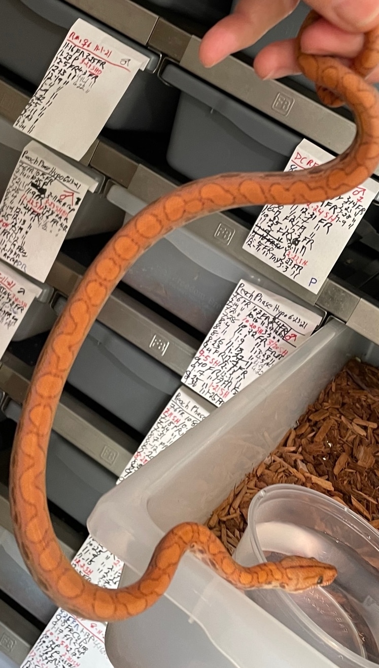 Peach Phase Lockwood Hypo Brazilian Rainbow Boa by Robert Seib ...