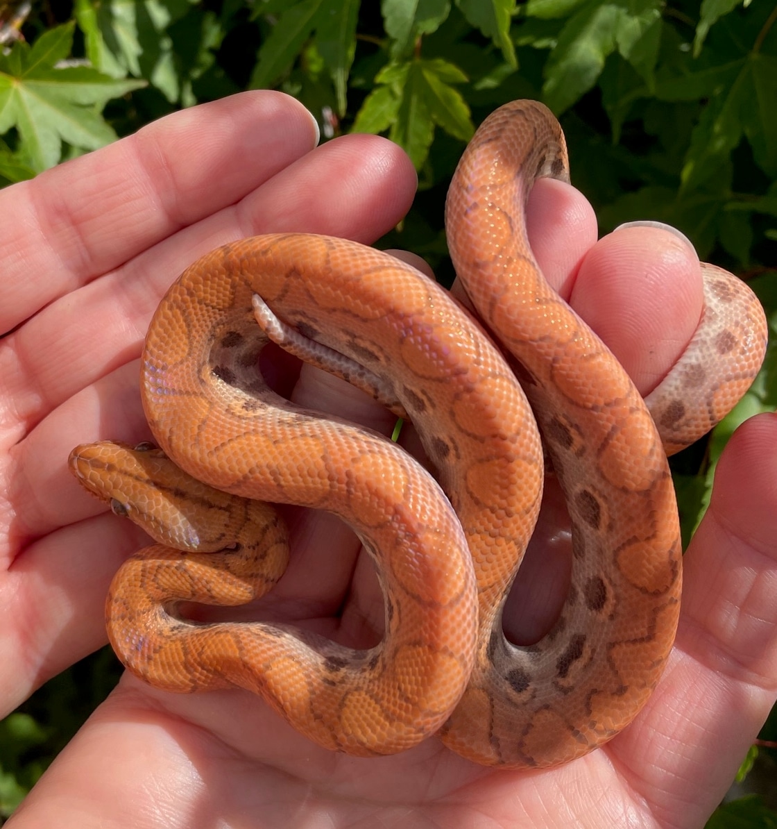 Peach Phase Lockwood Hypo Brazilian Rainbow Boa by Robert Seib ...