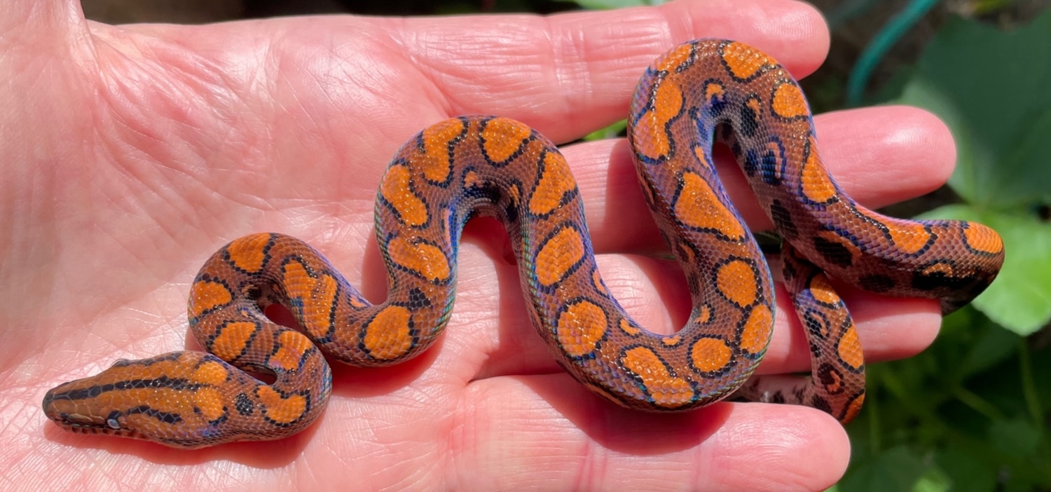 Pretty Baby Male, Small Left Eye Brazilian Rainbow Boa by Robert Seib ...