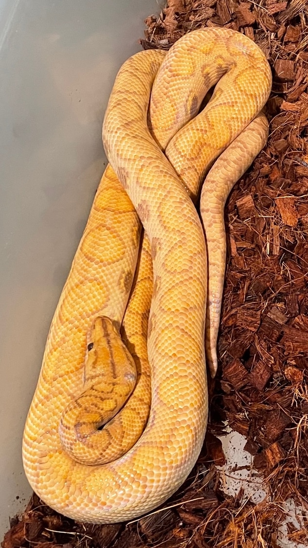 Peach Phase Lockwood Hypo Adult Male #1 Brazilian Rainbow Boa by Robert ...
