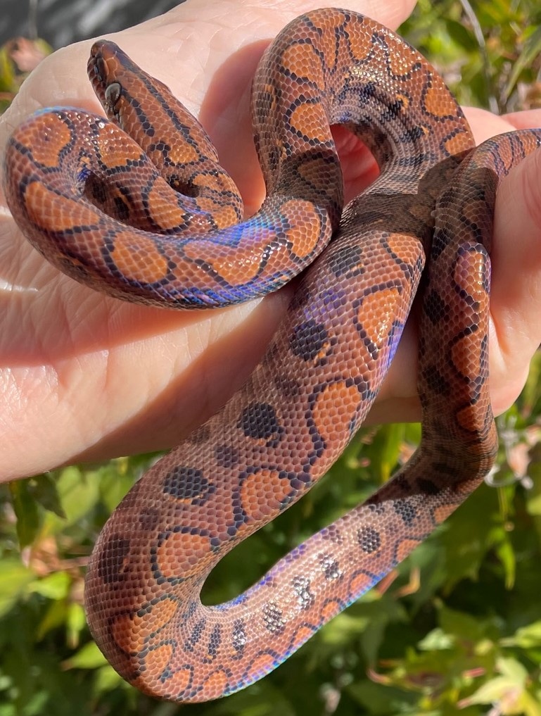 Baby Male Brazilian Rainbow Boa by Robert Seib Brazilian Rainbow Boas ...