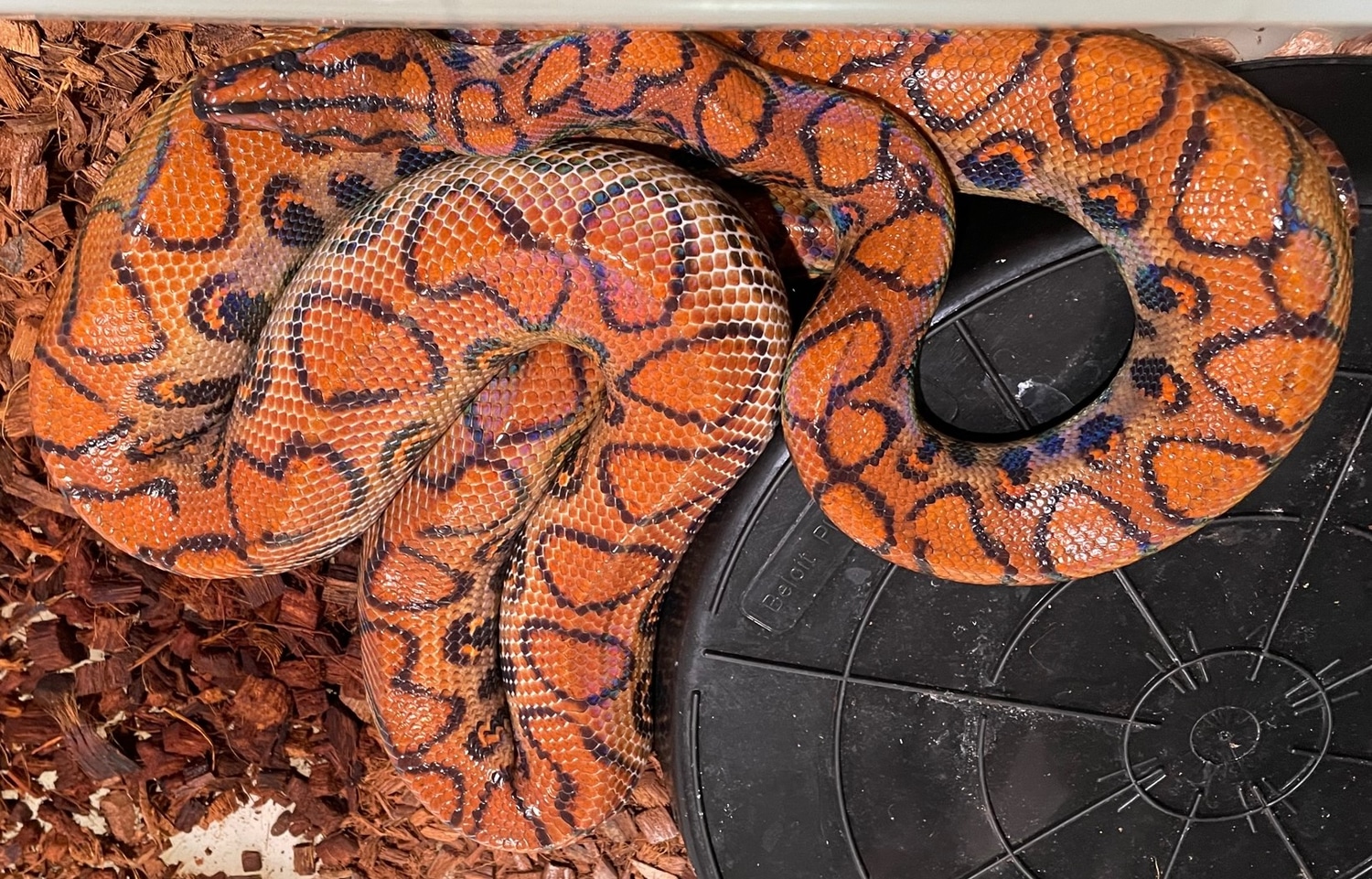 M2F6 Brazilian Rainbow Boa by Robert Seib Brazilian Rainbow Boas ...