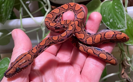 Baby Female Brazilian Rainbow Boa by Robert Seib Brazilian Rainbow Boas