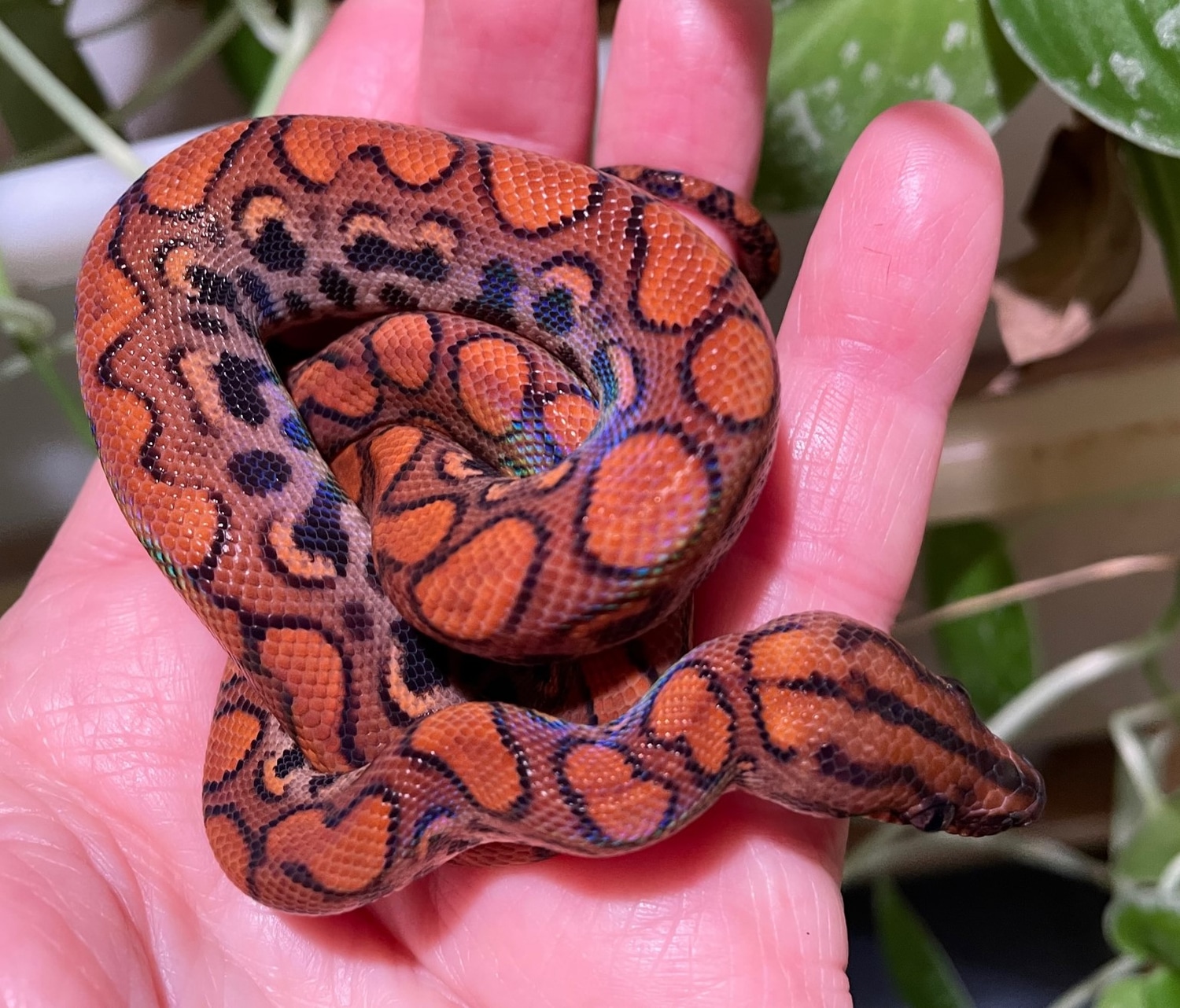 Baby Male Brazilian Rainbow Boa by Robert Seib Brazilian Rainbow Boas ...