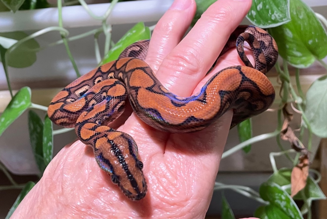 Female Brb Brazilian Rainbow Boa by Robert Seib Brazilian Rainbow Boas ...