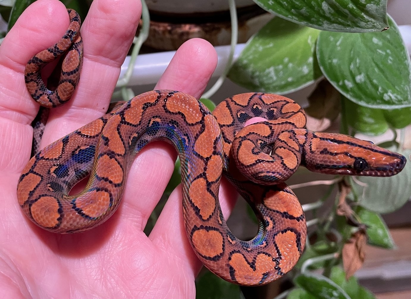 Baby Male BRB Brazilian Rainbow Boa by Robert Seib Brazilian Rainbow ...