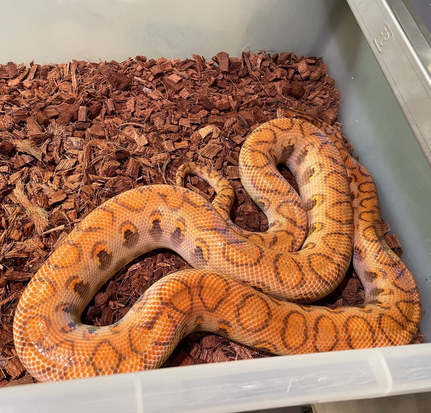 2018 Virgin Hypo Female Brazilian Rainbow Boa by Robert Seib Brazilian ...
