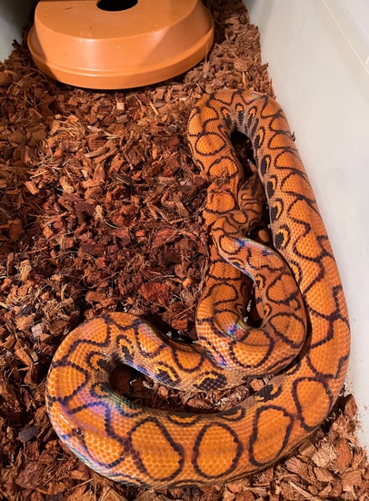 Virgin Orange/red Female Brazilian Rainbow Boa by Robert Seib Brazilian ...