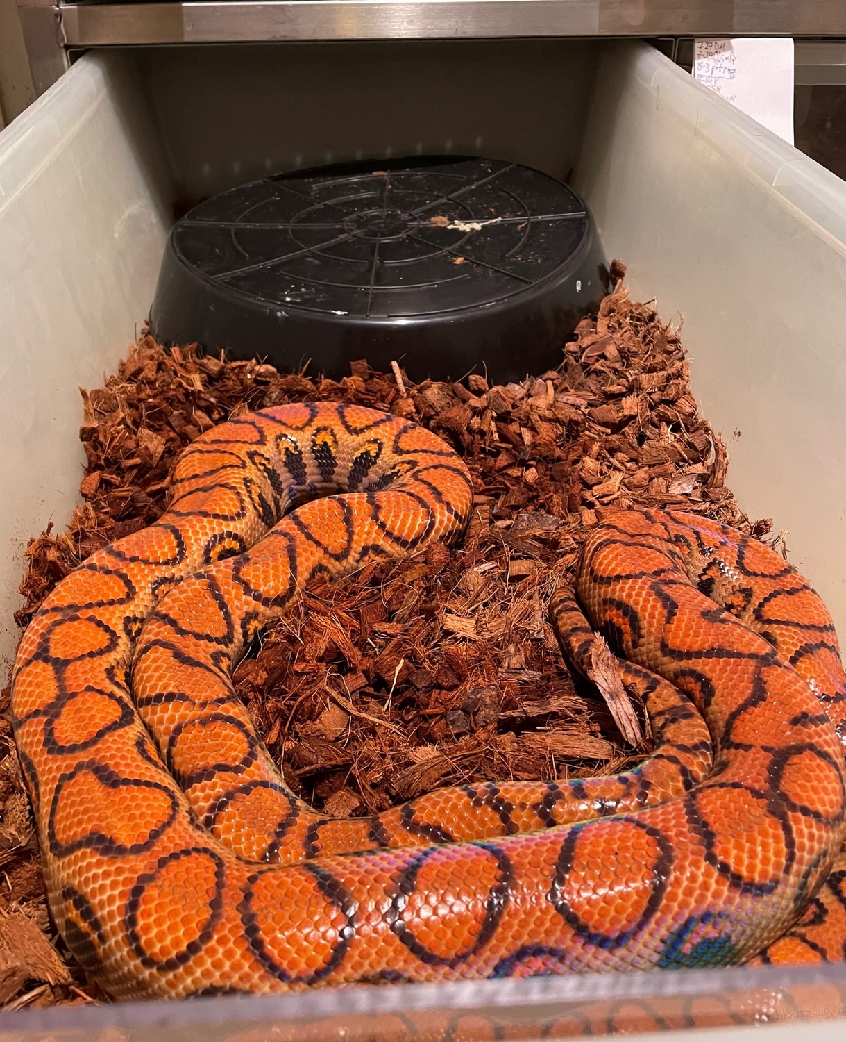 Big Virgin 5 Year Old Female Ready To Breed Brazilian Rainbow Boa by ...