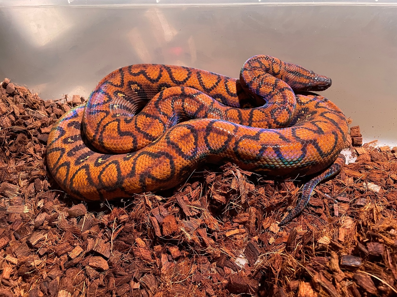 Big Proven Female Ready To Breed Brazilian Rainbow Boa by Robert Seib ...