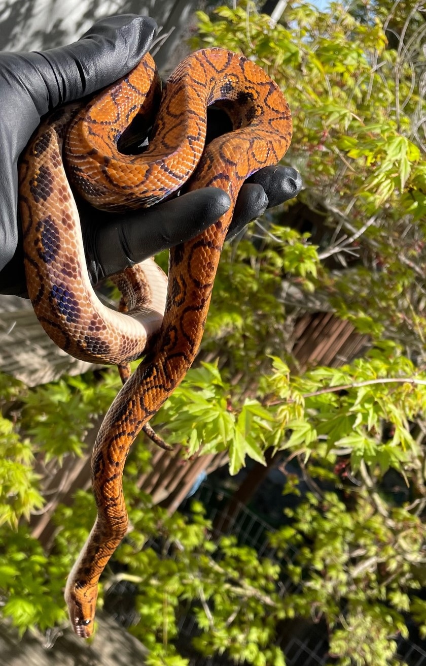 Het Hypo Male Brazilian Rainbow Boa by Robert Seib Brazilian Rainbow ...