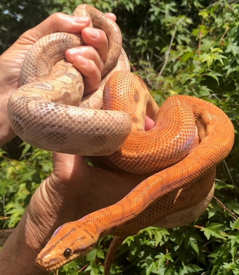 Collection Of 7 Adult Peach Phase Hypo Siblings Brazilian Rainbow Boa ...