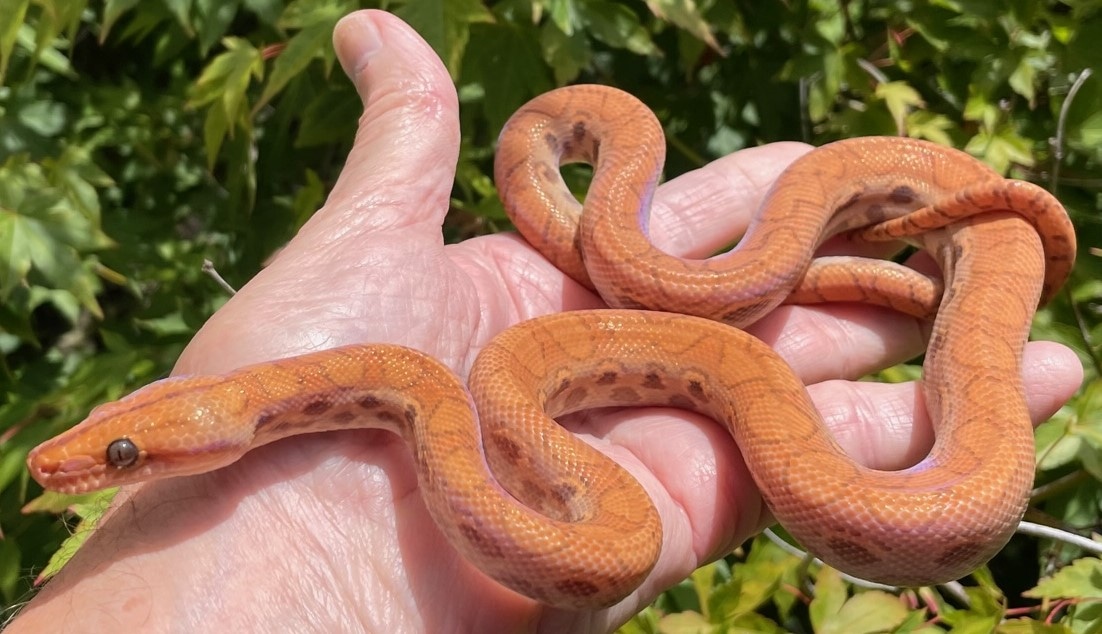 Peach Phase Lockwood Hypo Brazilian Rainbow Boa by Robert Seib ...