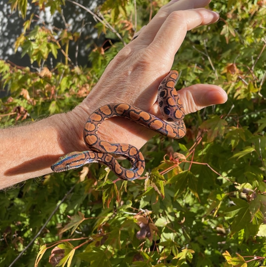 Baby Female BRB Brazilian Rainbow Boa by Robert Seib Brazilian Rainbow Boas