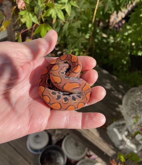 Bright And Pretty Yearling Female BRB Brazilian Rainbow Boa by Robert ...