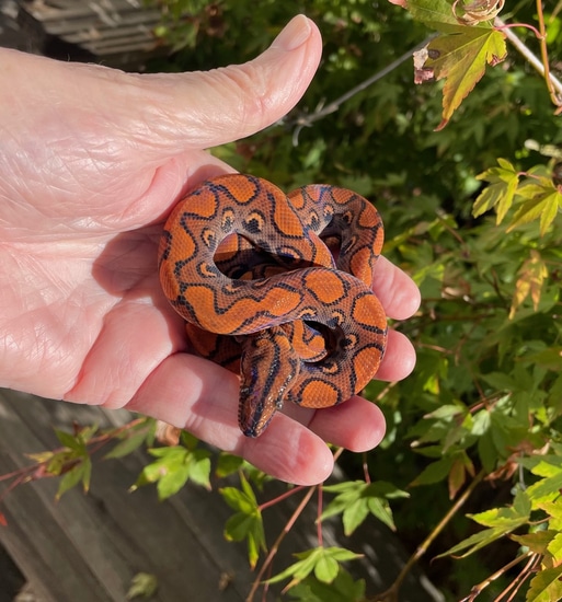 Bright And Pretty Yearling Female Brazilian Rainbow Boa by Robert Seib ...
