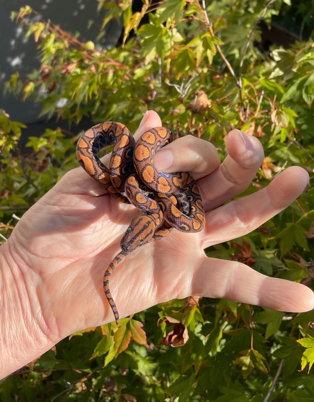 Tame Baby Female Brazilian Rainbow Boa by Robert Seib Brazilian Rainbow ...