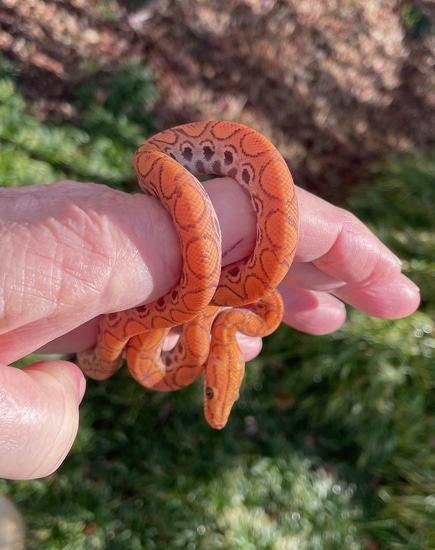 Red Hypo Baby Female Brazilian Rainbow Boa by Robert Seib Brazilian ...