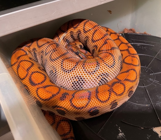Red Female Adult Brazilian Rainbow Boa by Robert Seib Brazilian Rainbow ...