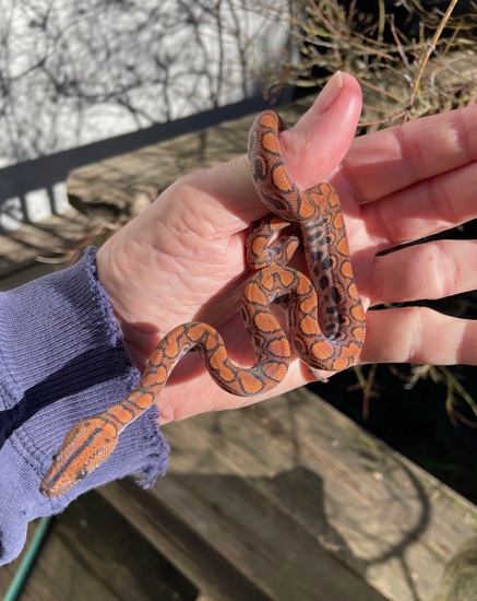 Baby Male BRB Brazilian Rainbow Boa by Robert Seib Brazilian Rainbow Boas