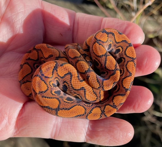 Baby Male BRB Brazilian Rainbow Boa by Robert Seib Brazilian Rainbow Boas