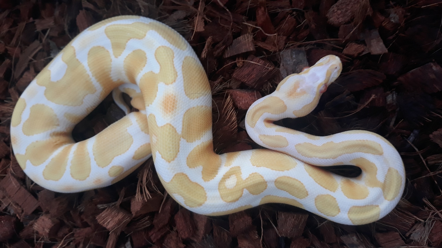 Albino Scaleless Head 50% Het Pied 25% Off Through November Ball Python ...