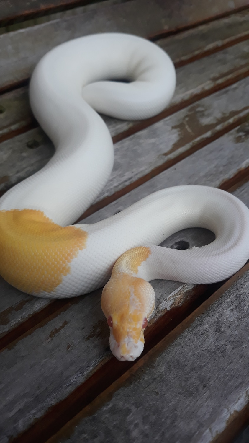 Albino Champagne Black Pastel Enchi Butter Paradox 25% Off Through ...