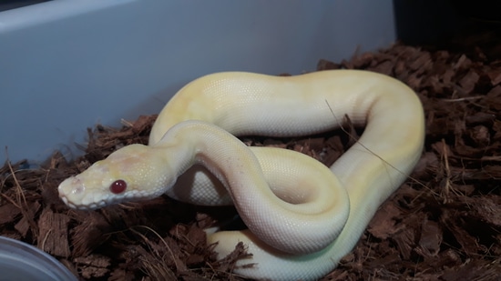 Albino Champagne Pinstripe Ball Python by Robert's royals