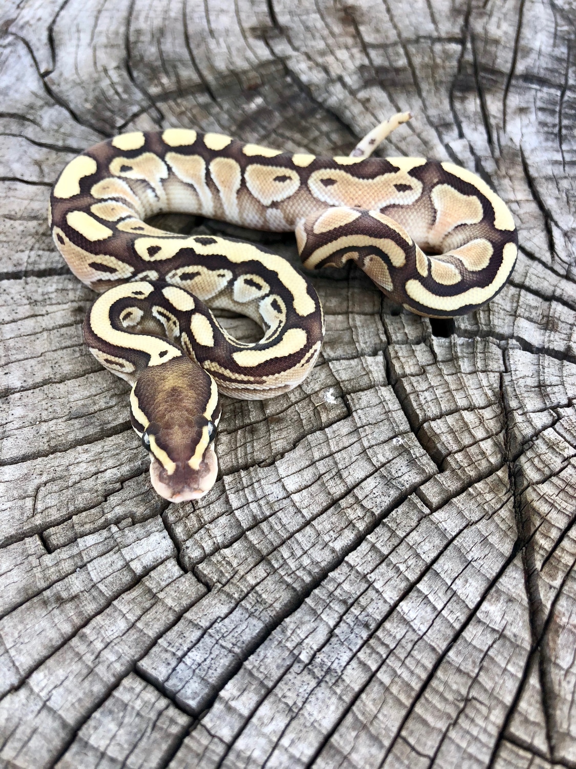 Lesser Ball Python by GrayStone Exotics - MorphMarket
