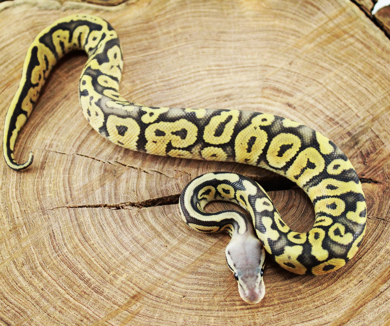 Pastel Fire ( Firefly ) Ball Python by GrayStone Exotics - MorphMarket