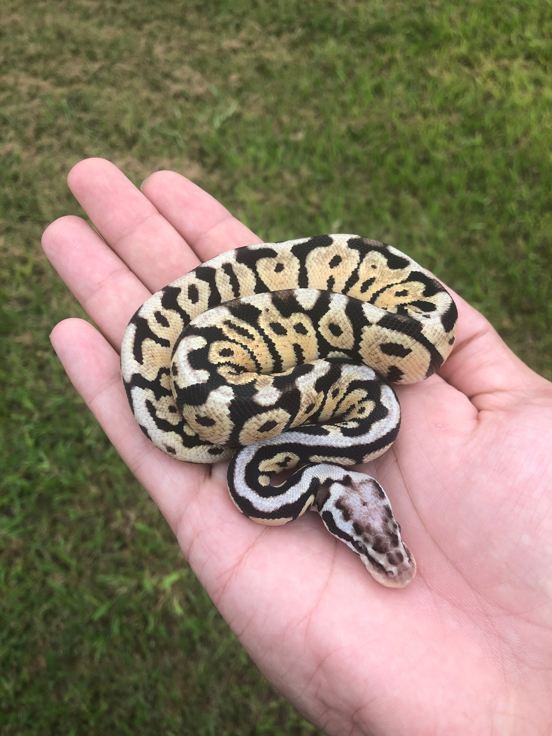 Pastel Spotnose Ball Python by GrayStone Exotics - MorphMarket