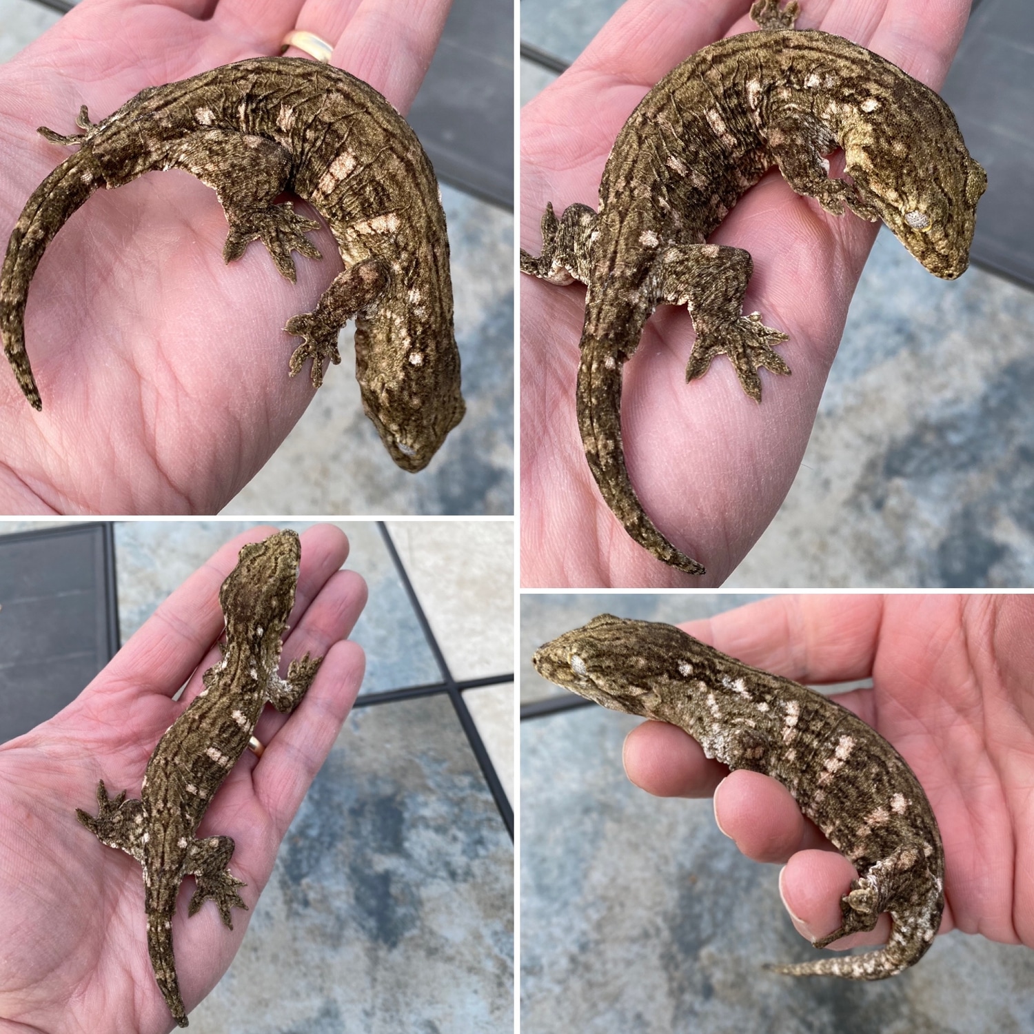 High-contrast, High Pattern GT Leachianus Gecko by Haneisen Premium ...
