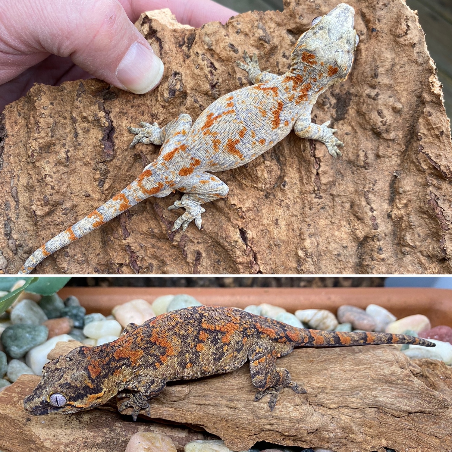 Orange Blotch Gargoyle Gecko by Haneisen Premium Reptiles - MorphMarket